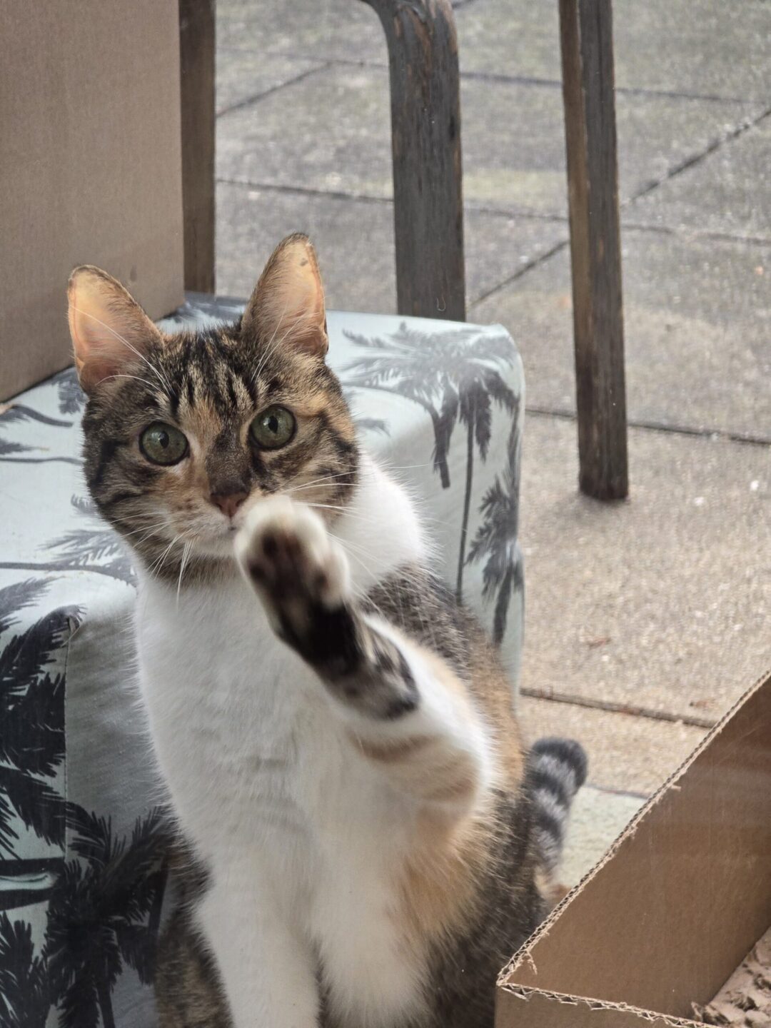 Does the Galaxy S24 Ultra take good photos of moving pets? 😼