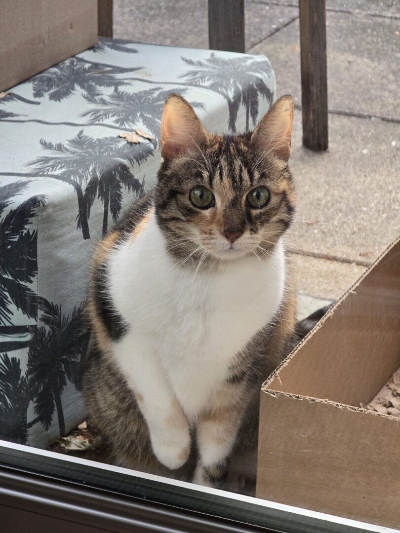 Does the Galaxy S24 Ultra take good photos of moving pets? 😼