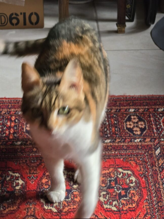 Does the Galaxy S24 Ultra take good photos of moving pets? 😼