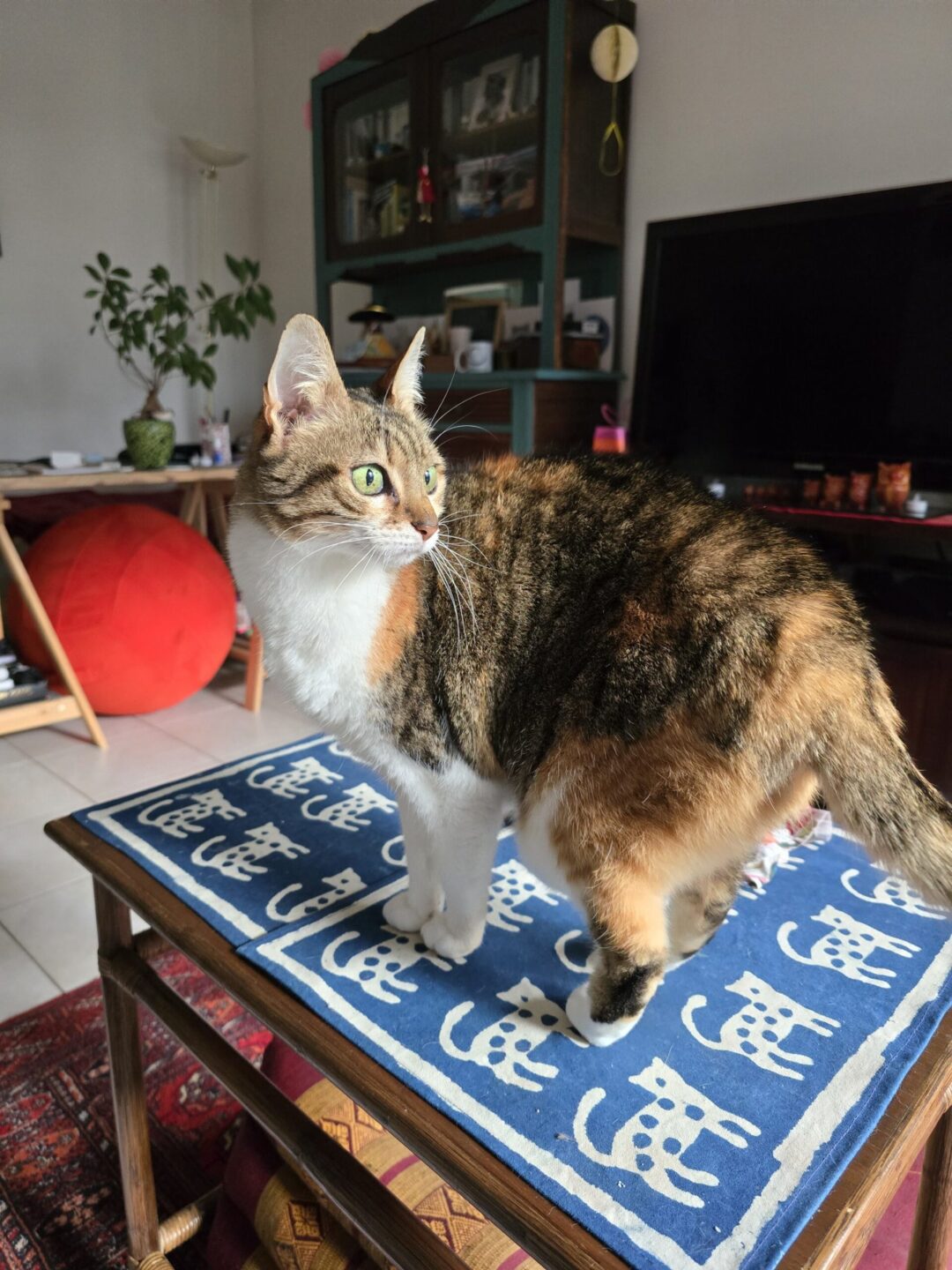 Does the Galaxy S24 Ultra take good photos of moving pets? 😼