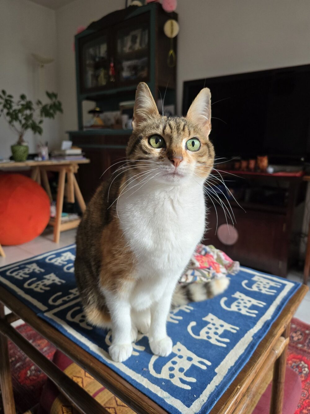 Does the Galaxy S24 Ultra take good photos of moving pets? 😼
