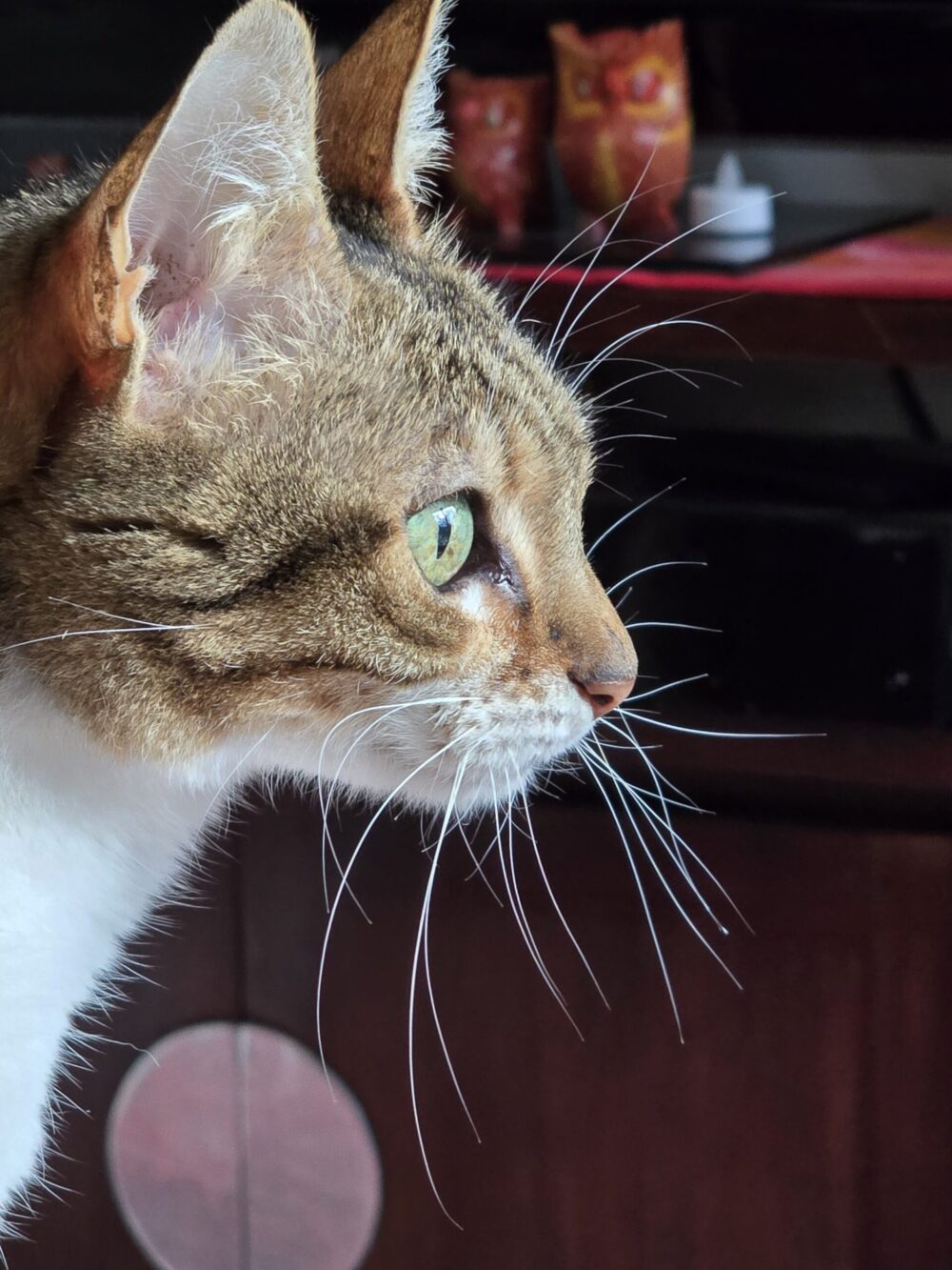 Does the Galaxy S24 Ultra take good photos of moving pets? 😼