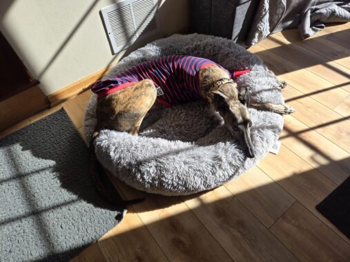 Samsung Galaxy S24 Plus review: Should you buy it?