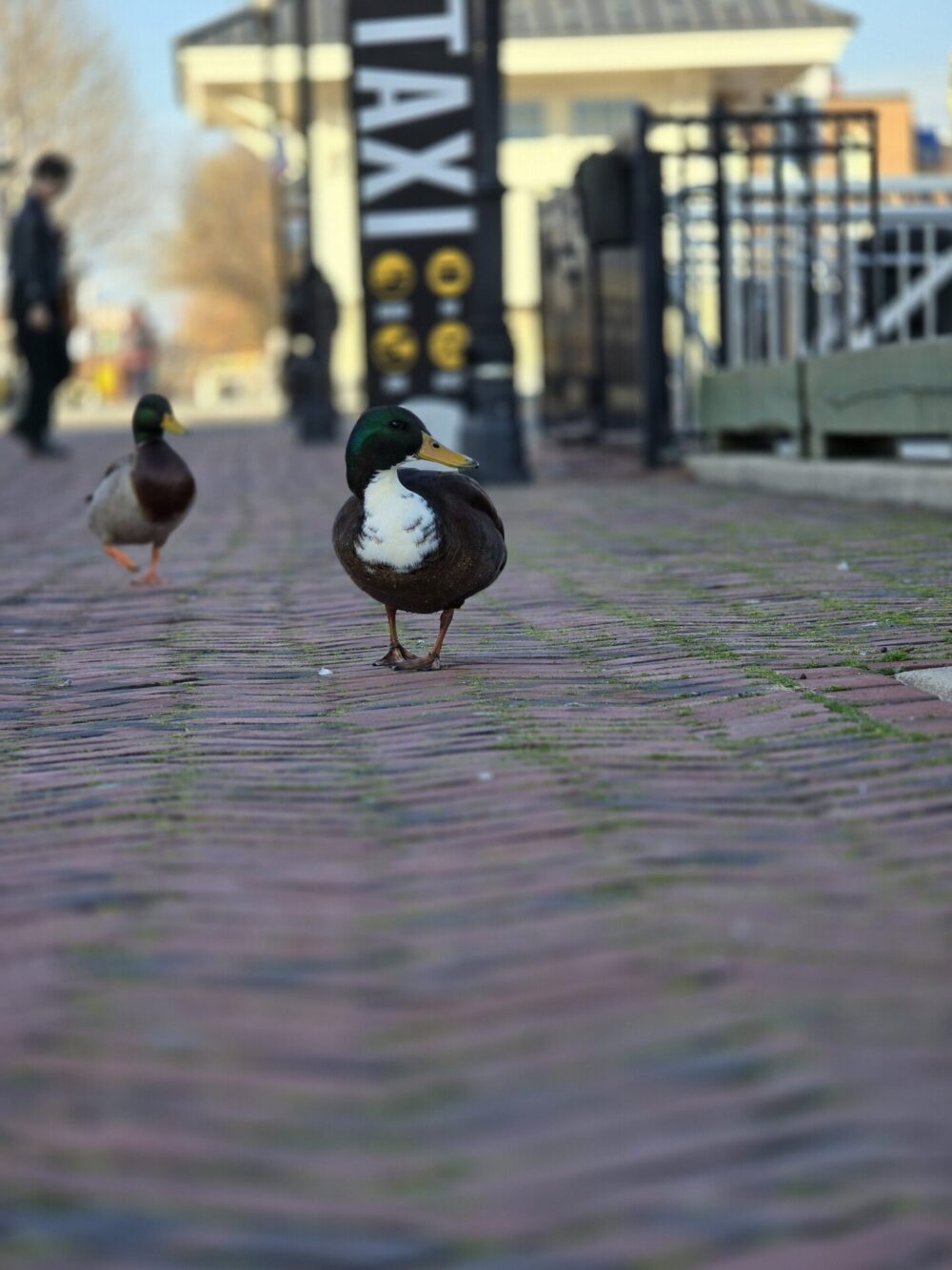 Samsung Galaxy S24 Ultra review: Doing (and costing) the most