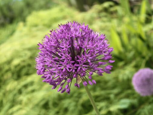 HUAWEI Pura 70 Ultra review: Should you buy it? - Android Authority