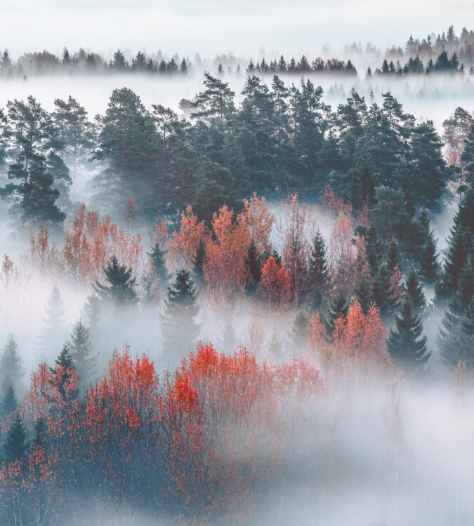 The best phone wallpapers I've seen - Android Authority