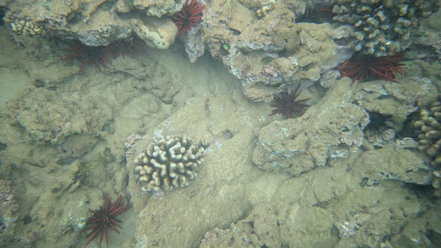 My time using the Pixel 9 Pro's underwater camera mode in Hawaii ...