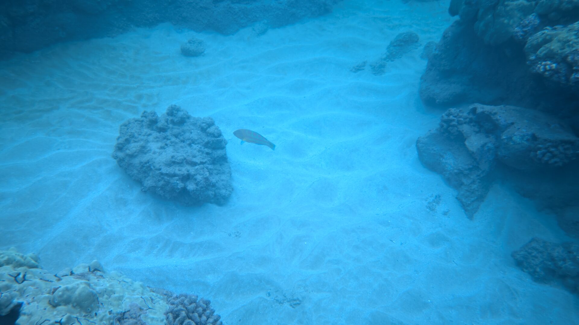 My time using the Pixel 9 Pro's underwater camera mode in Hawaii ...