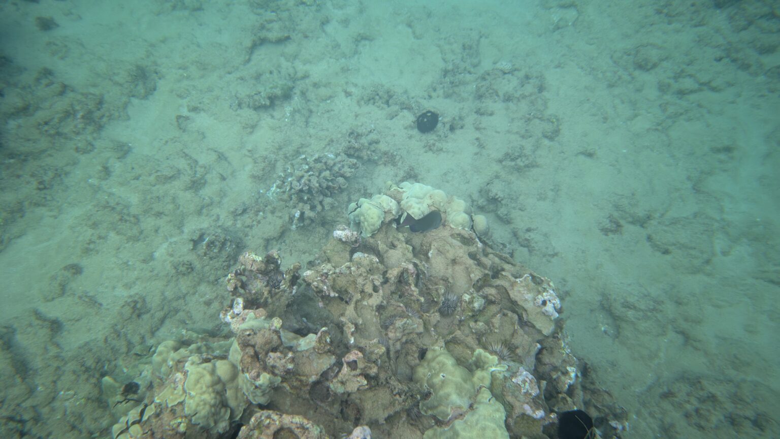 My time using the Pixel 9 Pro's underwater camera mode in Hawaii ...