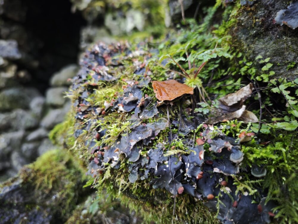 Xiaomi 15 Ultra review: Finally, a phone camera to replace my mirrorless