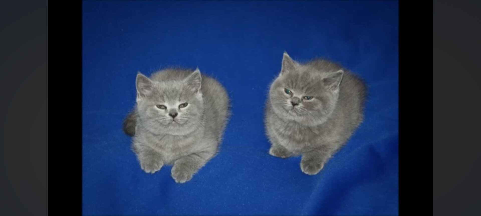 YouTube gray bars interfere with full-screen viewing on Android ...