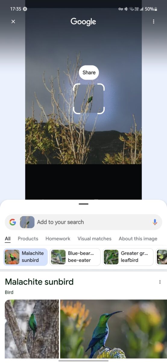 Circle to Search is my favorite tool for identifying the birds and bees