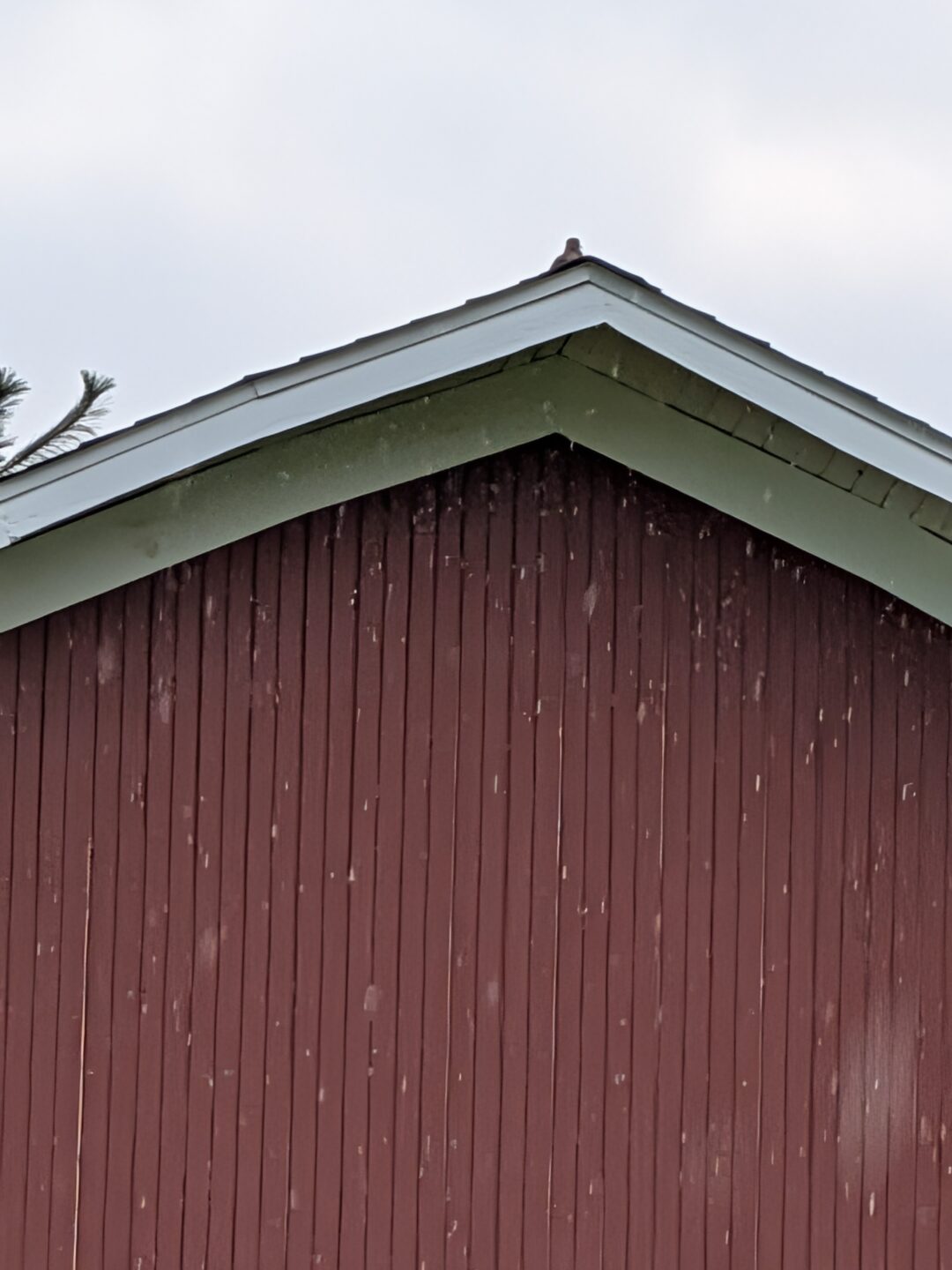 I tested the Pixel 10's new telephoto camera, and the results are ...