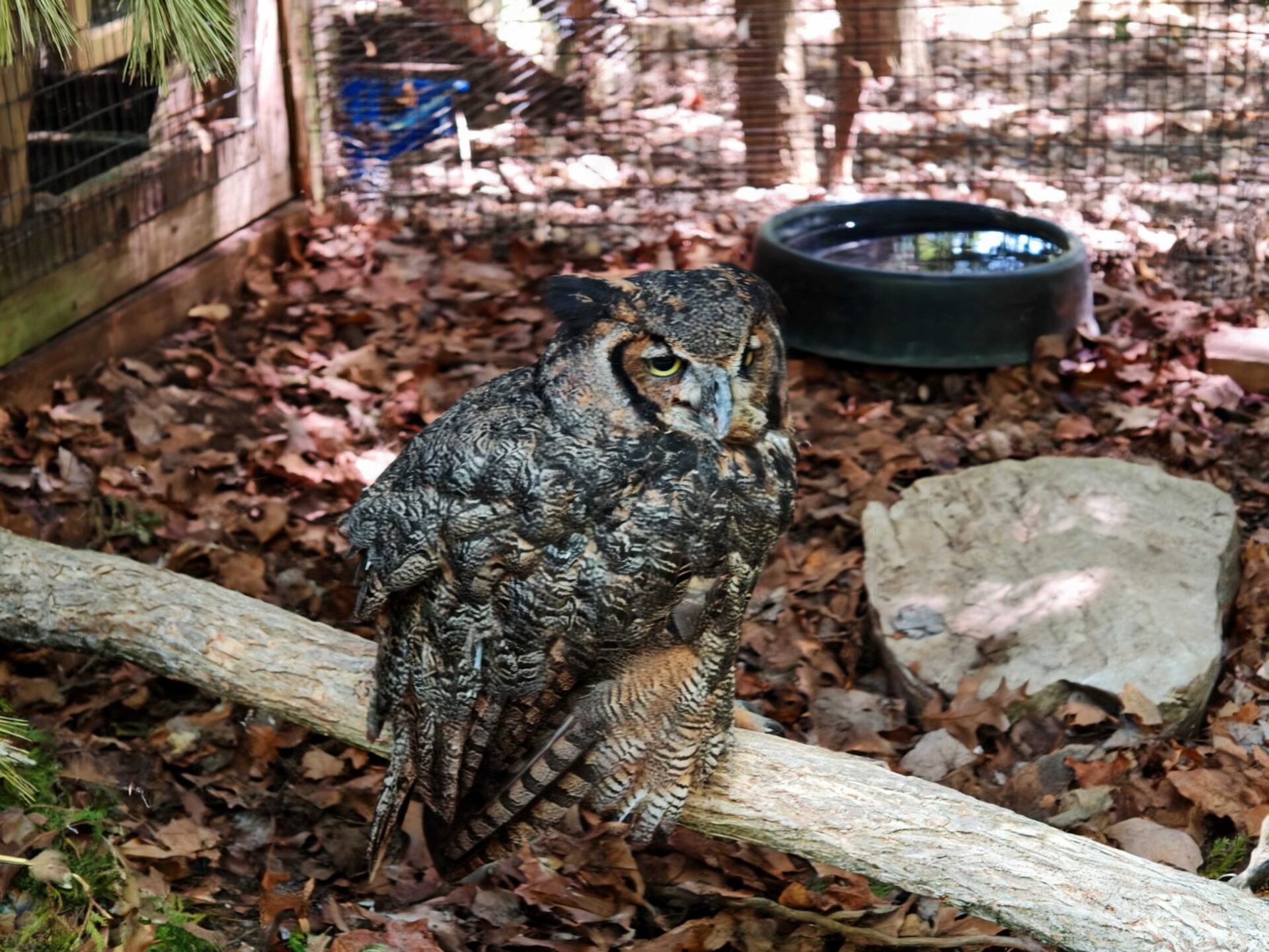 You can finally remove fences in Google Photos, and the results are crazy
